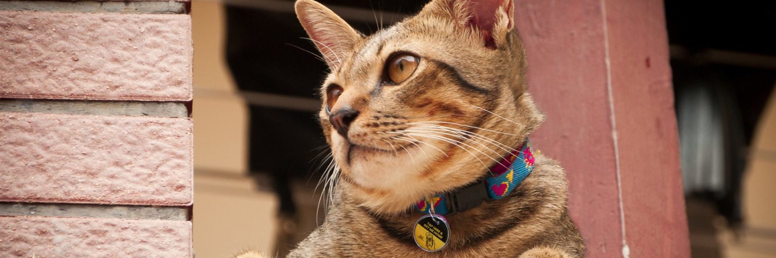 How to Use the Pet Tap | The Pet Tap