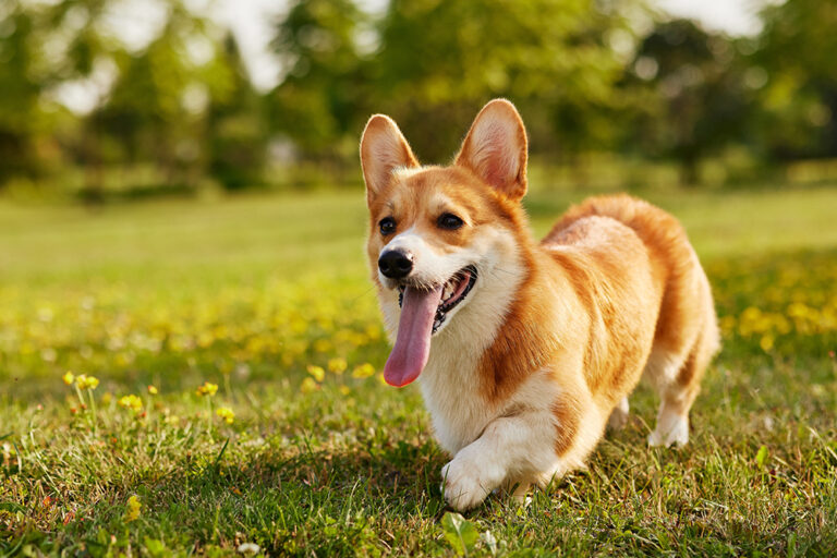 Dog Tag Info: What to Put on Dog Tag | The Pet Tap