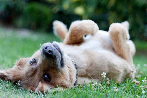 Dog Tag Info: What to Put on Dog Tag | The Pet Tap