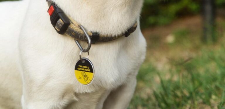 Dog Tag Info: What to Put on Dog Tag | The Pet Tap
