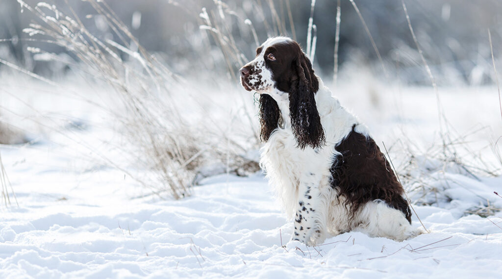 Frostbite on Dogs: How to Help This Winter | The Pet Tap