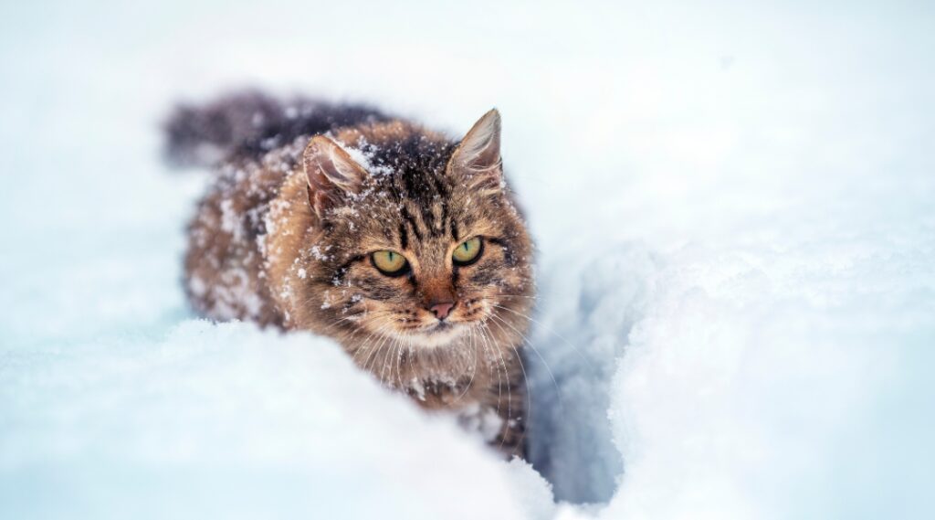 How Cold Is Too Cold for Cats? A Complete Winter Safety Guide | The Pet Tap