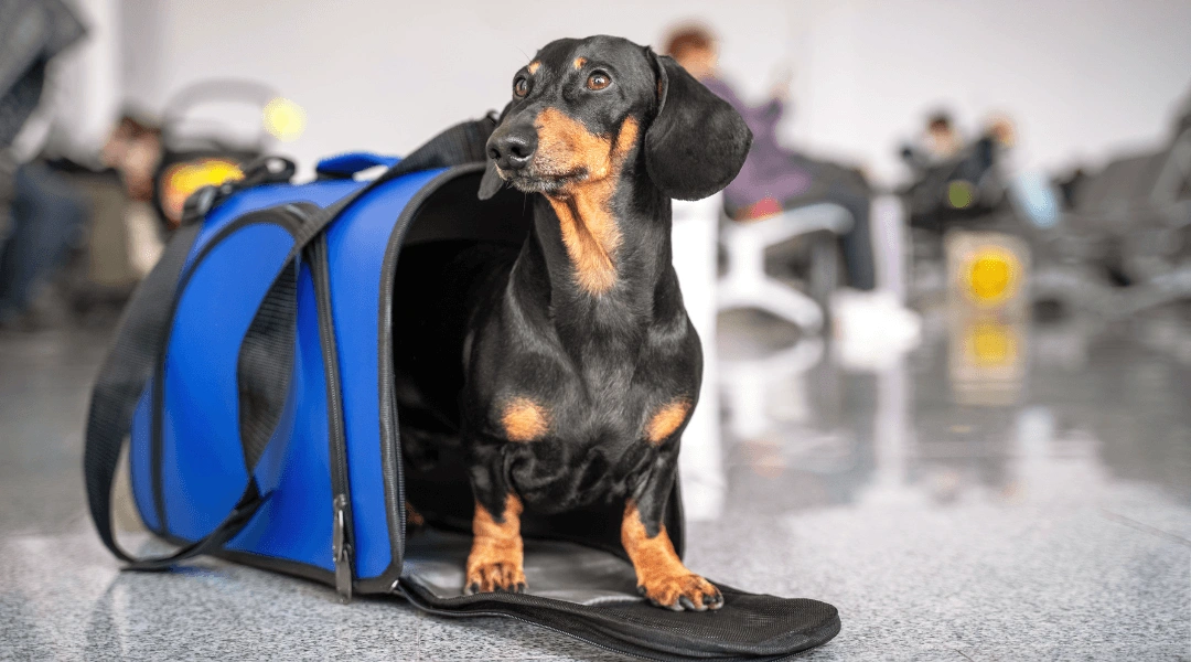 Traveling with Dogs: Safety Tips to Keep Your Pet Secure Anywhere | The ...
