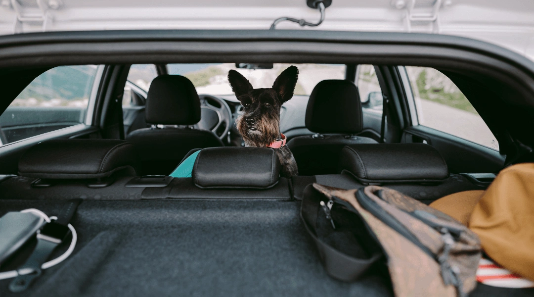 Traveling with Dogs: Safety Tips to Keep Your Pet Secure Anywhere | The ...